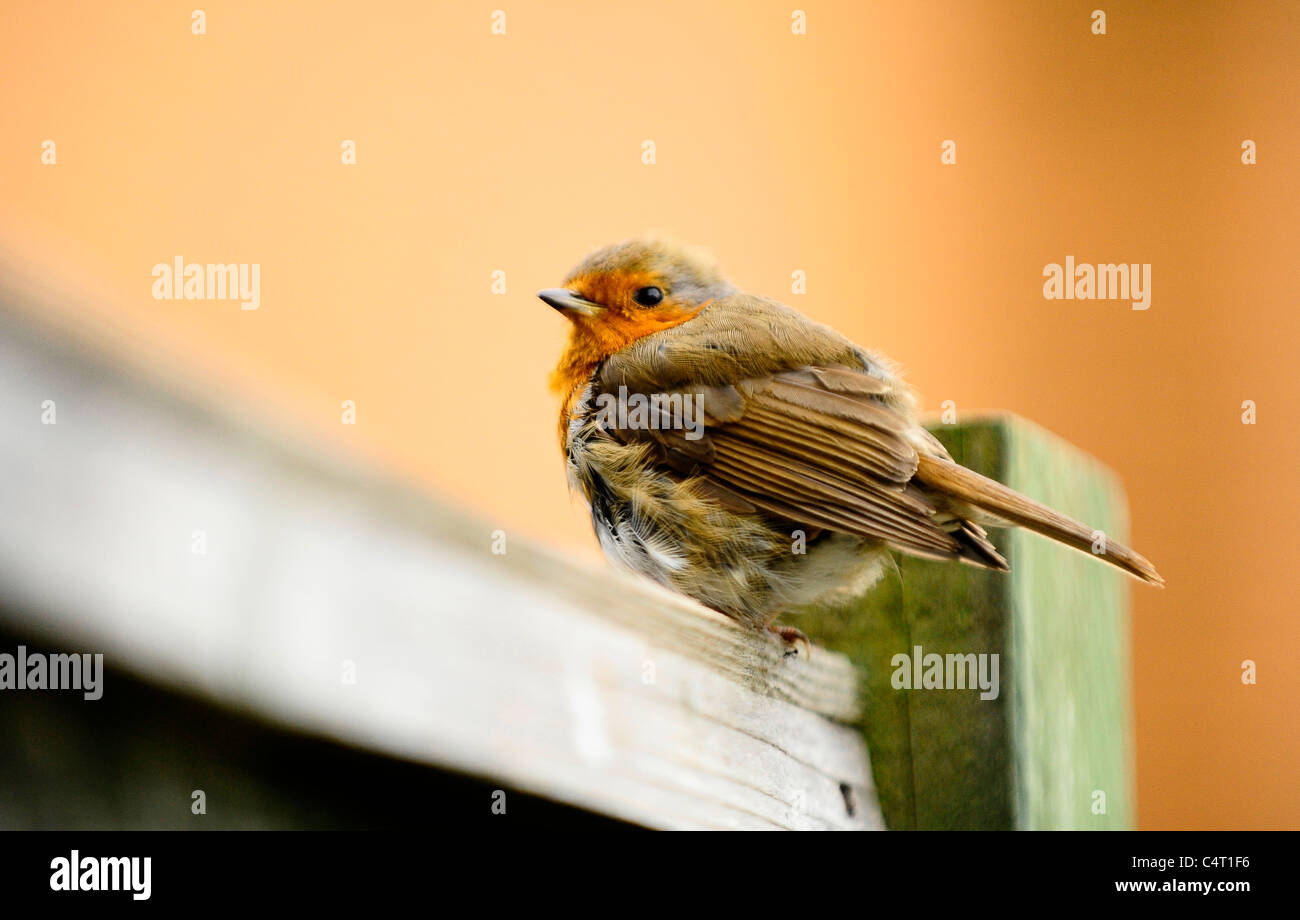 Juvenile robin rescue hi-res stock photography and images - Alamy