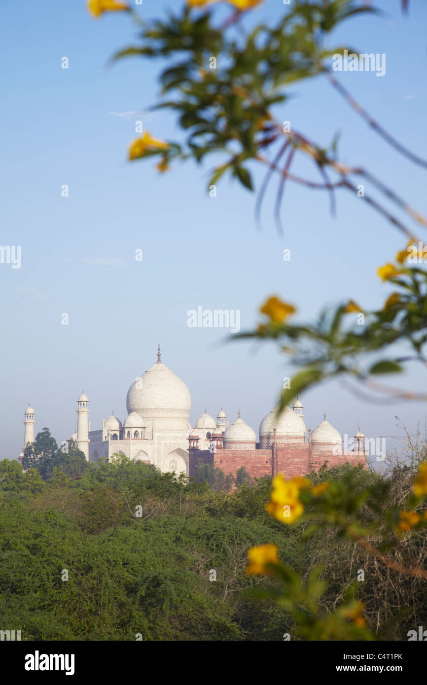 Taj mahal with flowers hi-res stock photography and images - Alamy