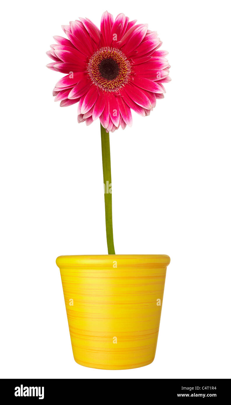 gerber flower in pot Stock Photo - Alamy