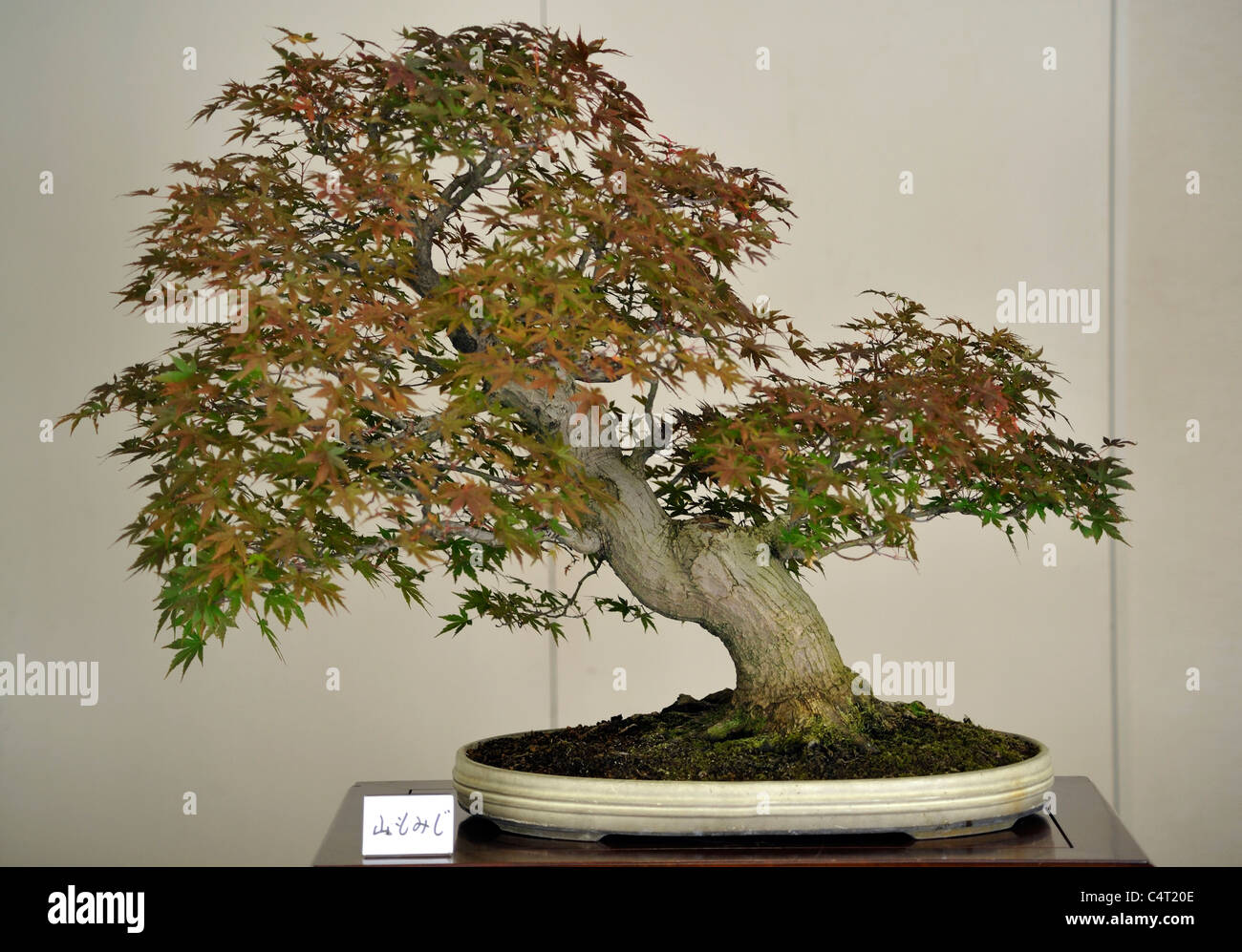 Miniature maple tree at bonsai show in Nikko Stock Photo - Alamy