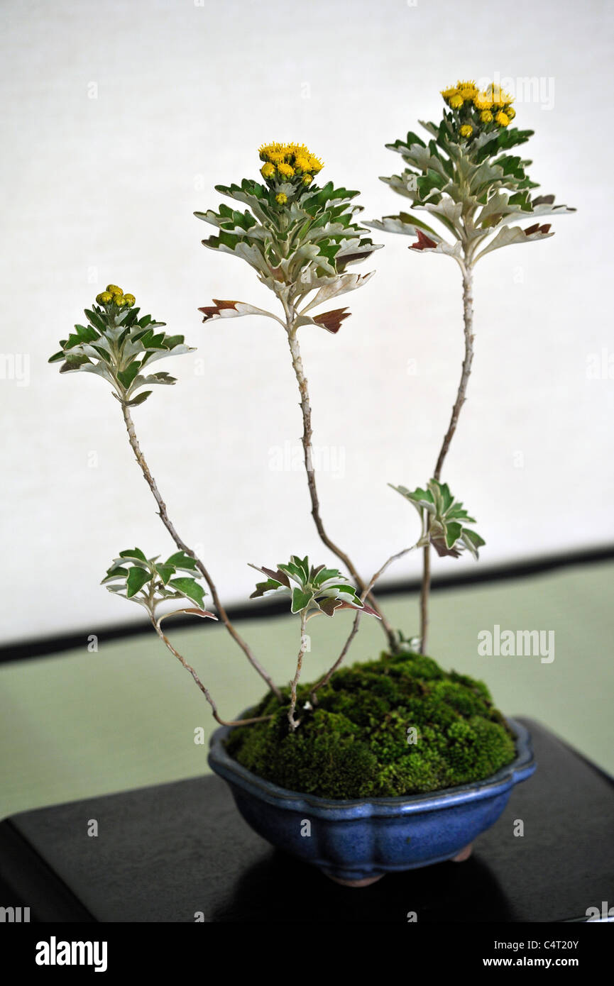 Flower shaped as a tree at bonsai show in Nikko Stock Photo - Alamy