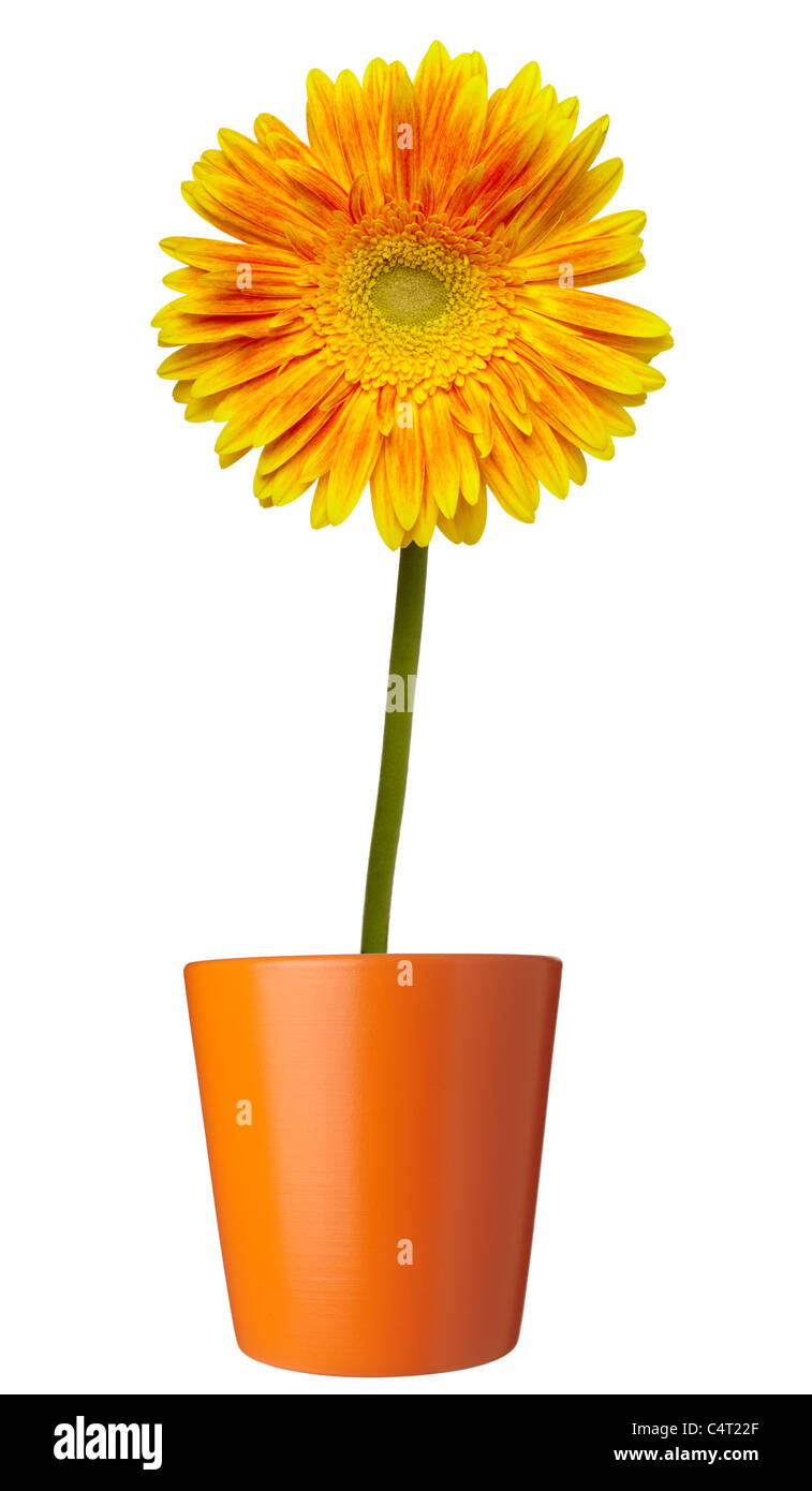 gerber flower in pot Stock Photo - Alamy