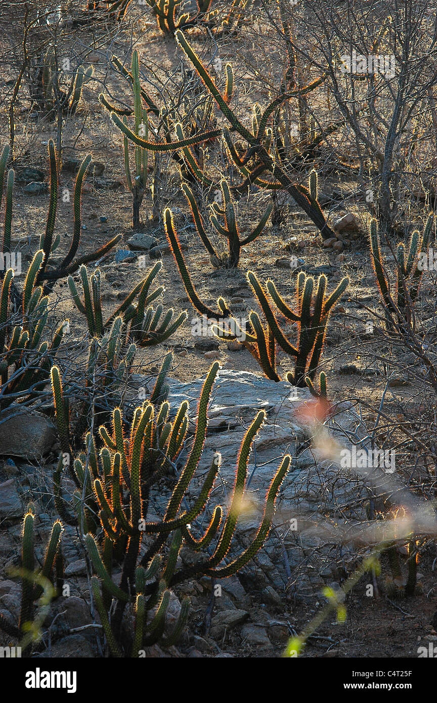 Caatinga hi-res stock photography and images - Alamy