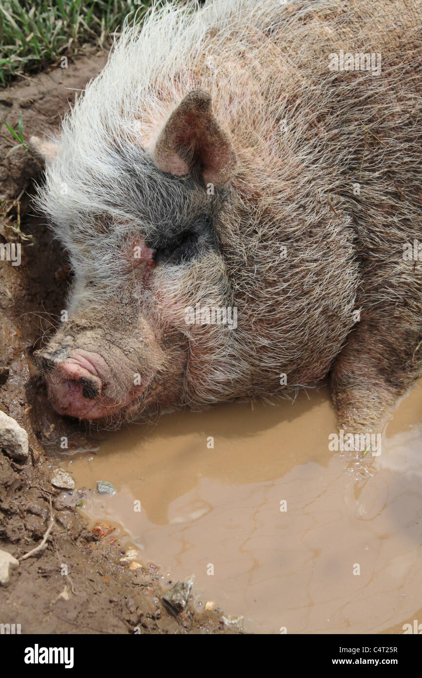 Happy pig in mud hi-res stock photography and images - Alamy