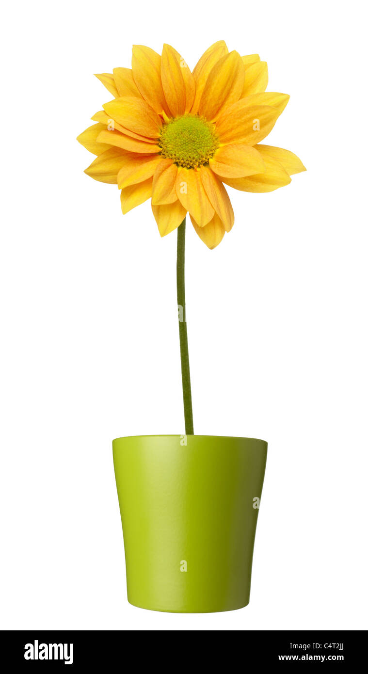 gerber flower in pot Stock Photo - Alamy
