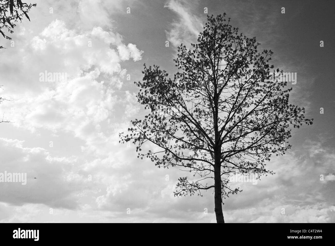 Tree sky clouds hi-res stock photography and images - Alamy