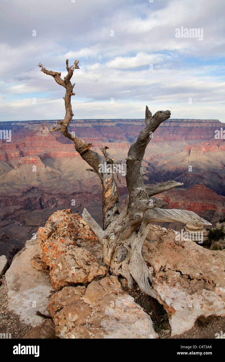 A Dead Tree at The Yaki Point Overlook on the South Rim of Grand Canyon ...
