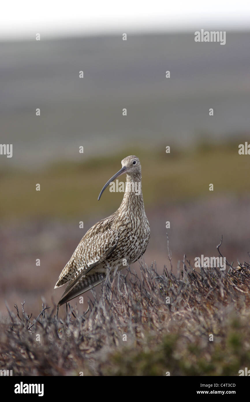Curlew (Numenius arquata) on heather moorland, summer, North Yorkshire ...