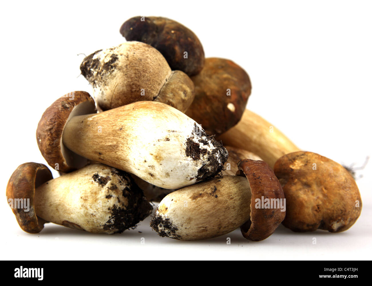 Mushrooms - Porcini, Boletus edulis Stock Photo - Alamy