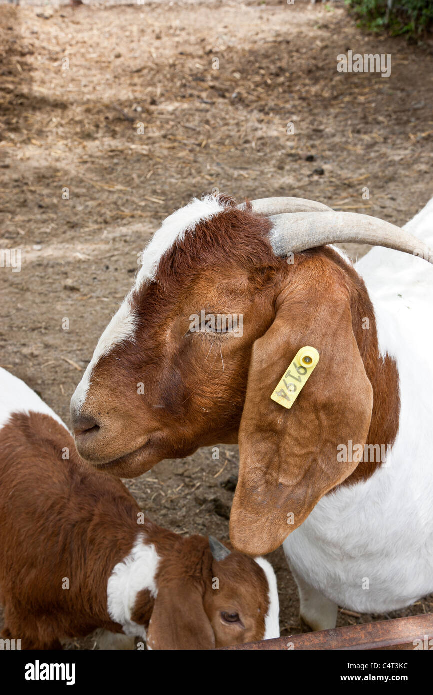 Goats 'Boer', mother with kid Stock Photo - Alamy