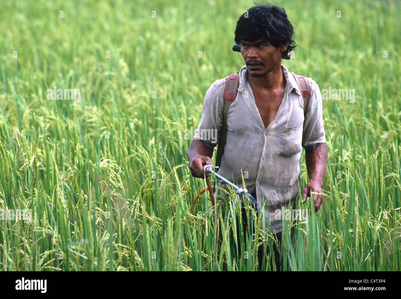 Transmigrant farmer spraying crops on a transmigration site in Sumatra ...
