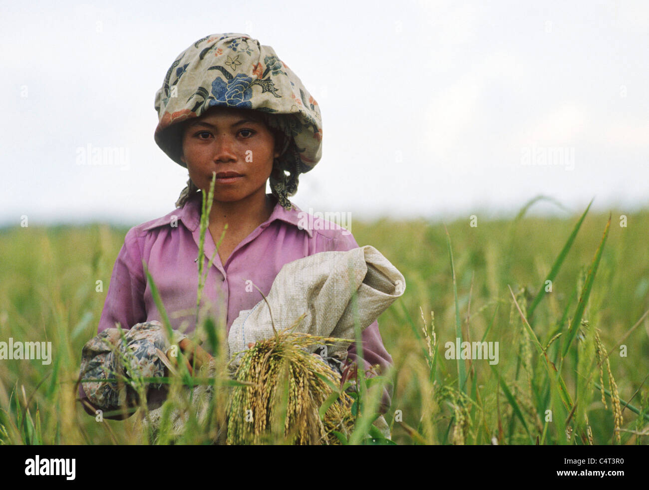 Transmigrant woman farmer picking rice on a transmigration site in ...