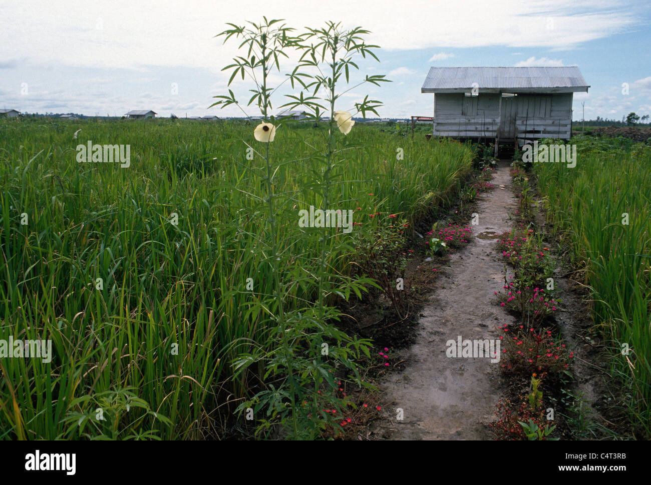 Transmigration, indonesia hi-res stock photography and images - Alamy