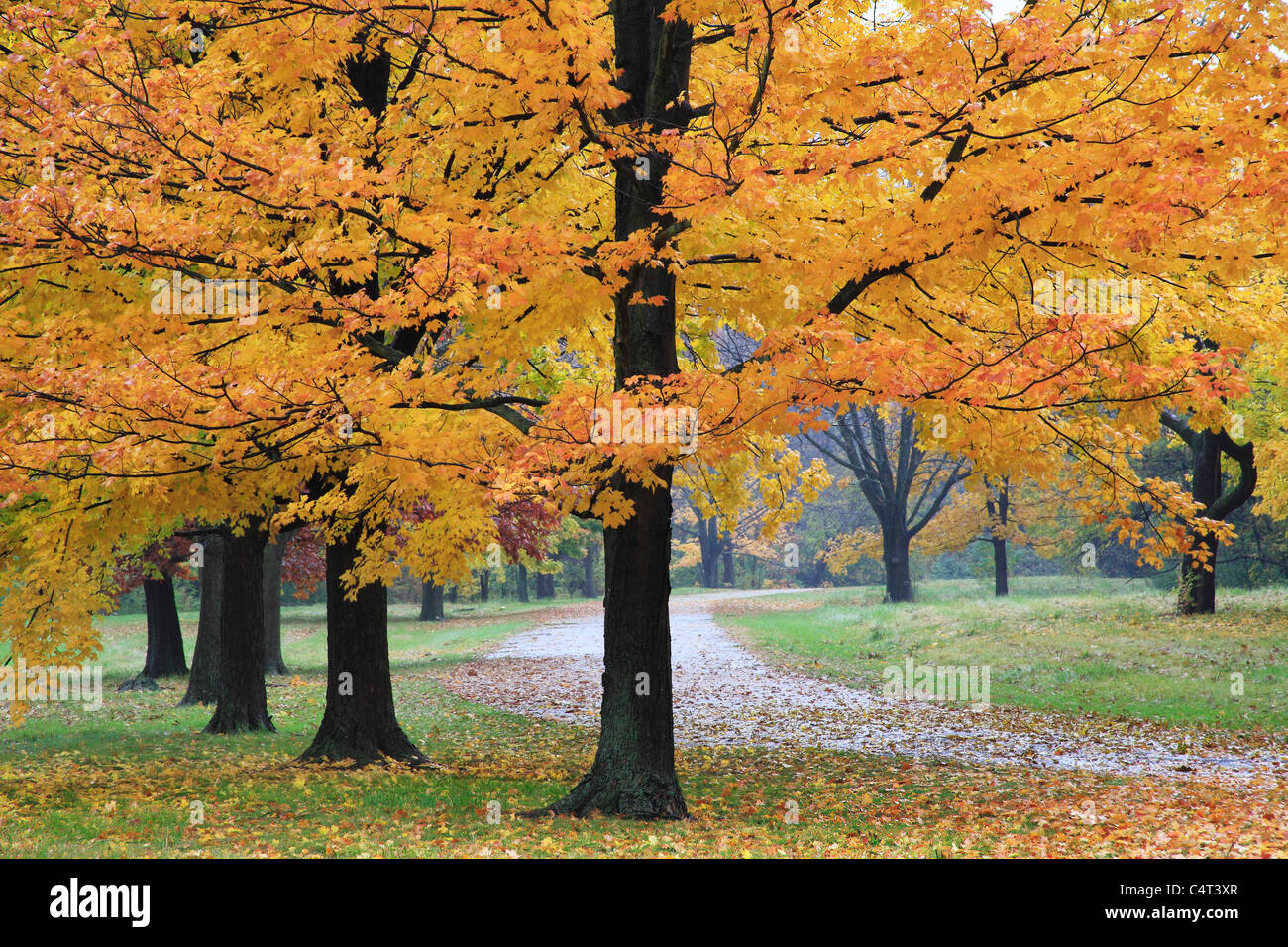 A Quiet Walking Path Through The Park On A Rainy Day In Autumn, Sharon ...