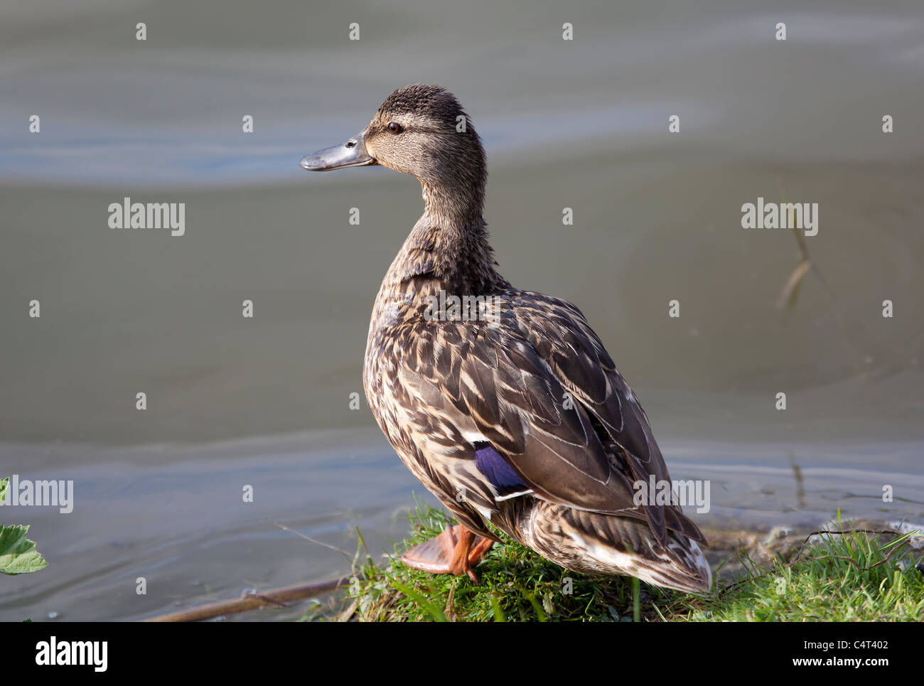 Spain animal hi-res stock photography and images - Alamy
