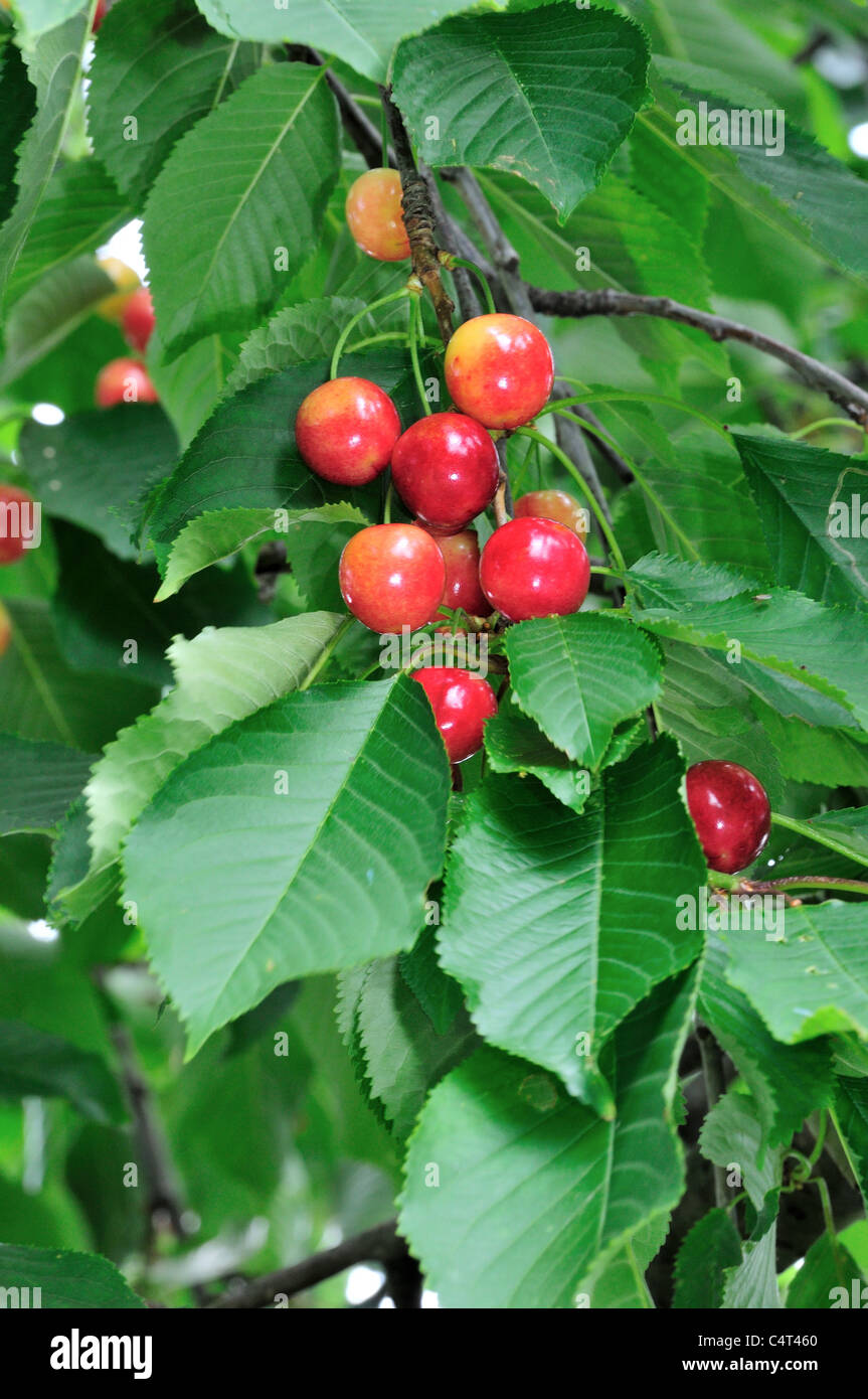 Edible cherry tree hi-res stock photography and images - Alamy