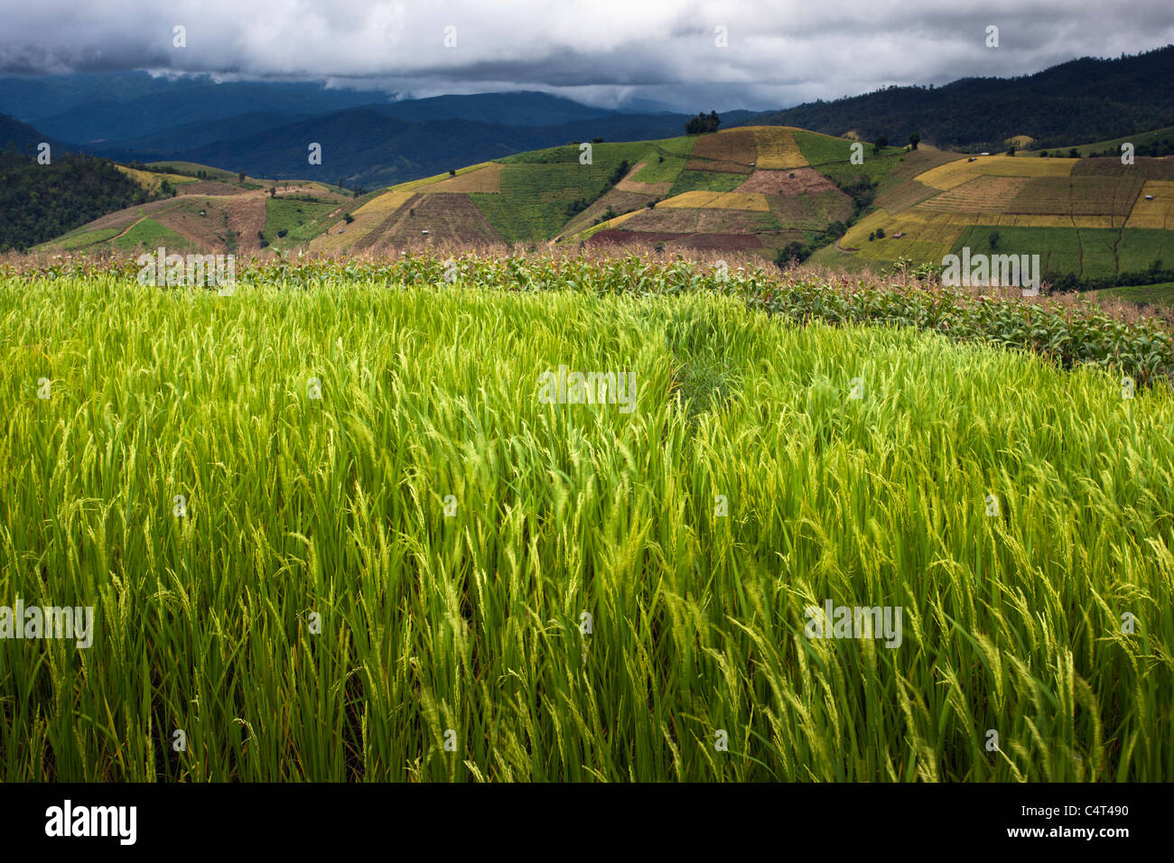 Rice field in Chiang Mai, Thailand Stock Photo - Alamy
