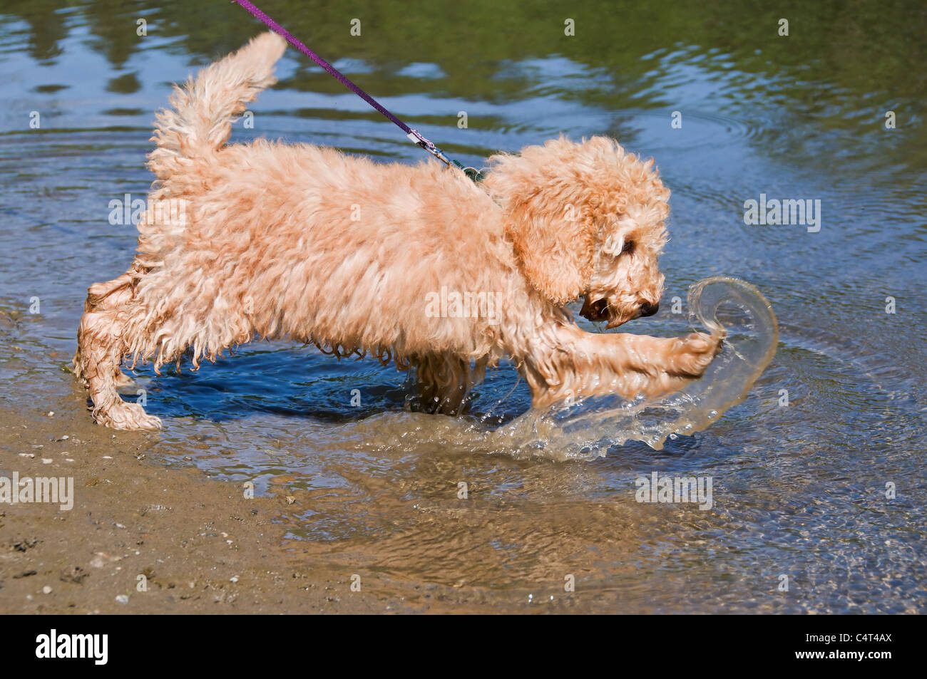 A 3-month old labradoodle puppy discovers the joy of playing in the ...