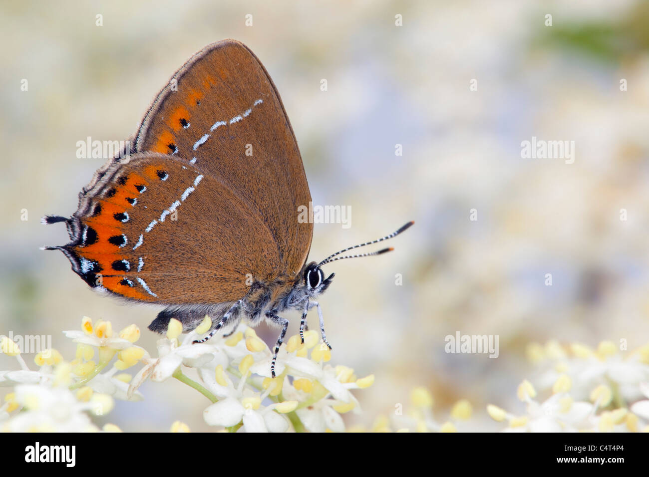 Black Hairstreak Butterfly; Satyrium pruni; on flower Stock Photo - Alamy