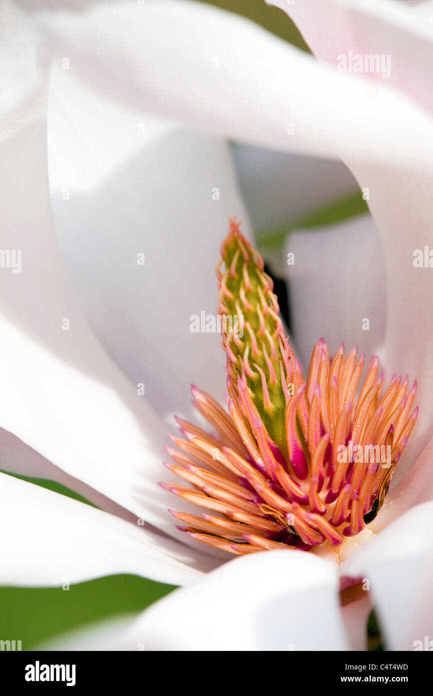 Magnolia Flower; close up Stock Photo - Alamy