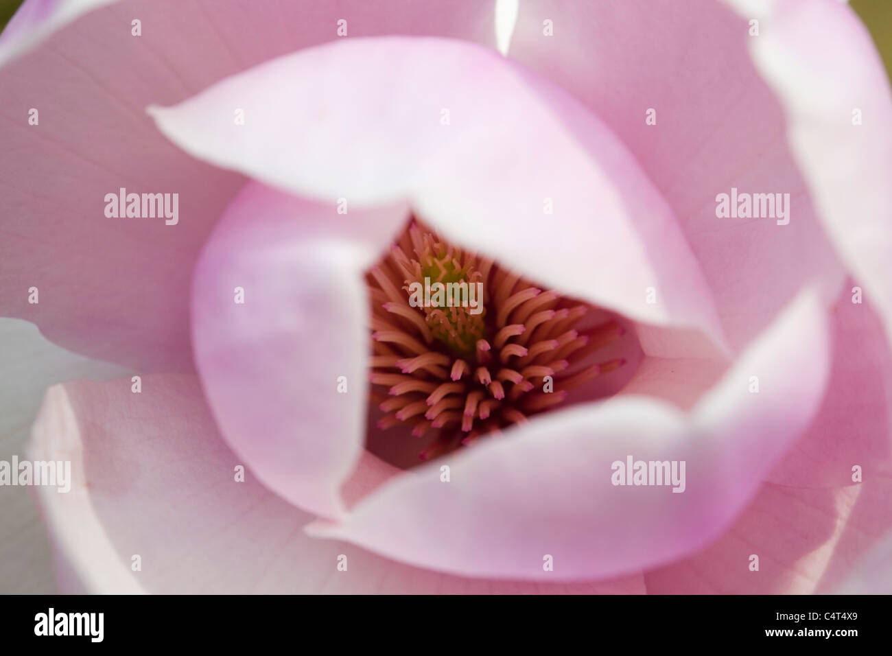 Magnolia Flower; close up Stock Photo - Alamy