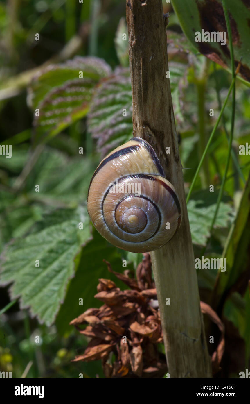 Brown-lipped or Grove Snail, a common snail in Europe the shell pattern ...
