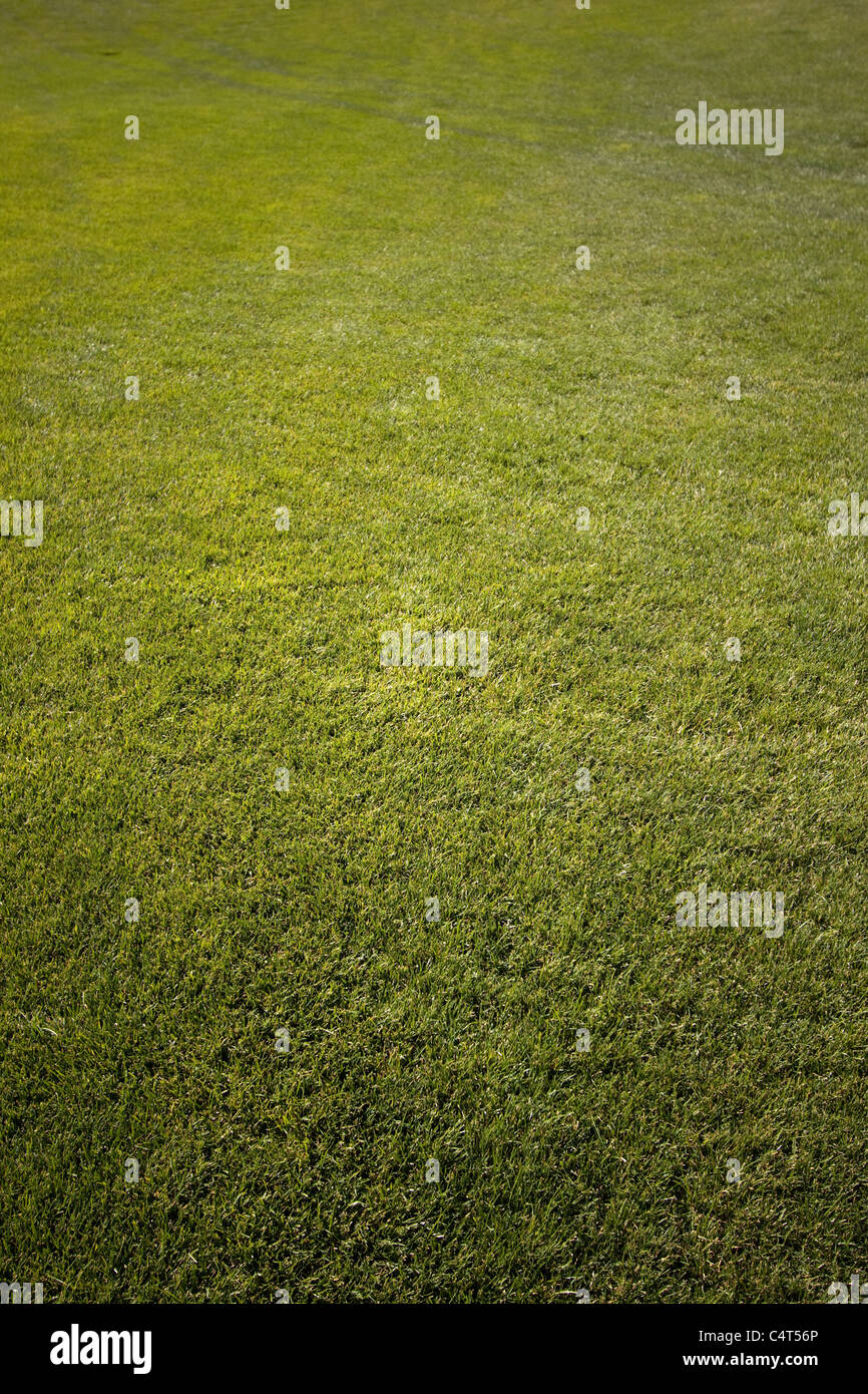 Fresh cut green grass Stock Photo - Alamy