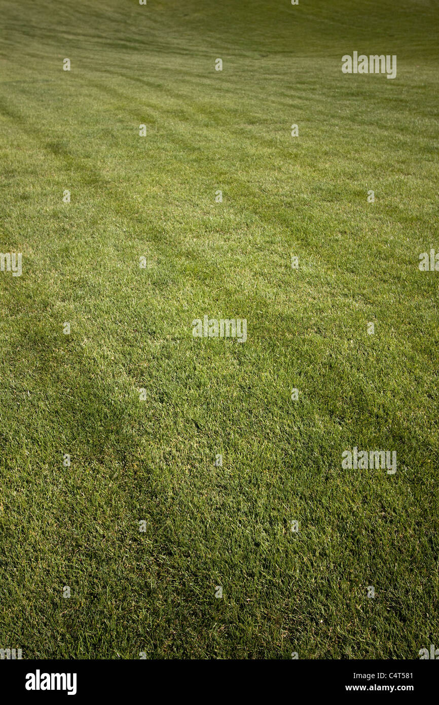 Fresh cut green grass Stock Photo - Alamy
