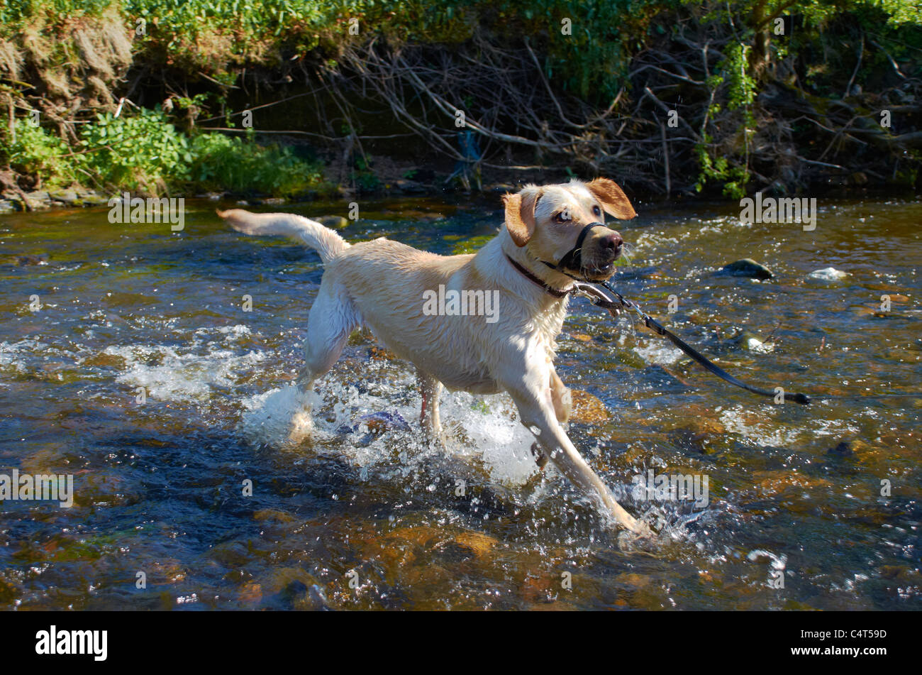 Labrador retriever having fun in the water Stock Photo - Alamy