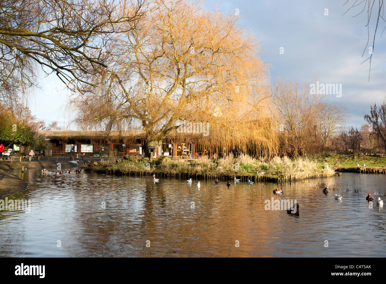 Martin Mere; wildfowl and Wetland Trust Centre; Lancashire Stock Photo ...