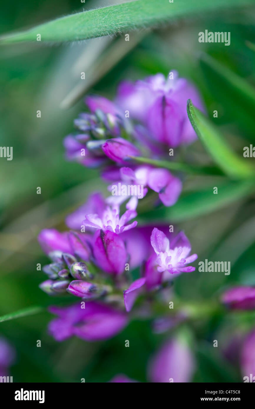 Milkwort; Polygala vulgaris Stock Photo - Alamy