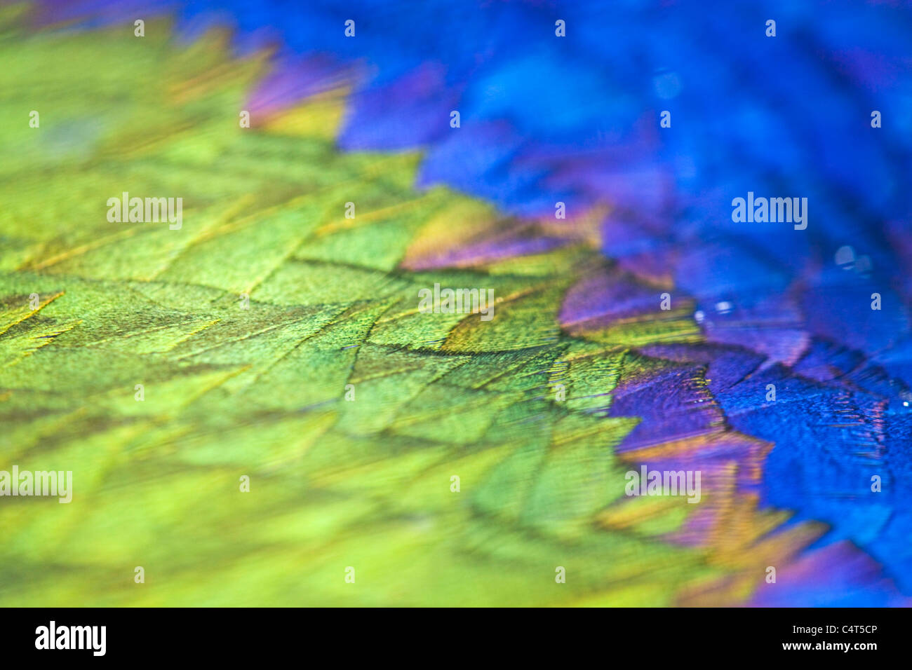 Monal Pheasant; Lophophorus impejanus; feather detail Stock Photo - Alamy