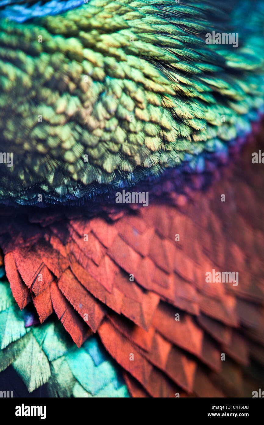 Monal Pheasant; Lophophorus impejanus; feather detail Stock Photo - Alamy