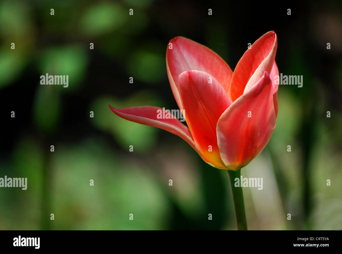 Tulip big chief hi-res stock photography and images - Alamy