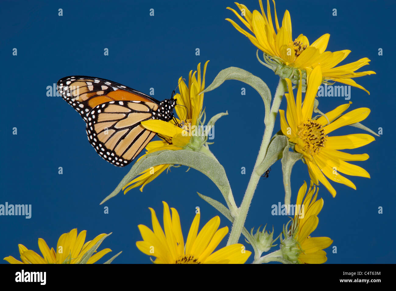 A Monarch Butterfly On A Yellow Compass Flowers With A Deep Blue Sky ...