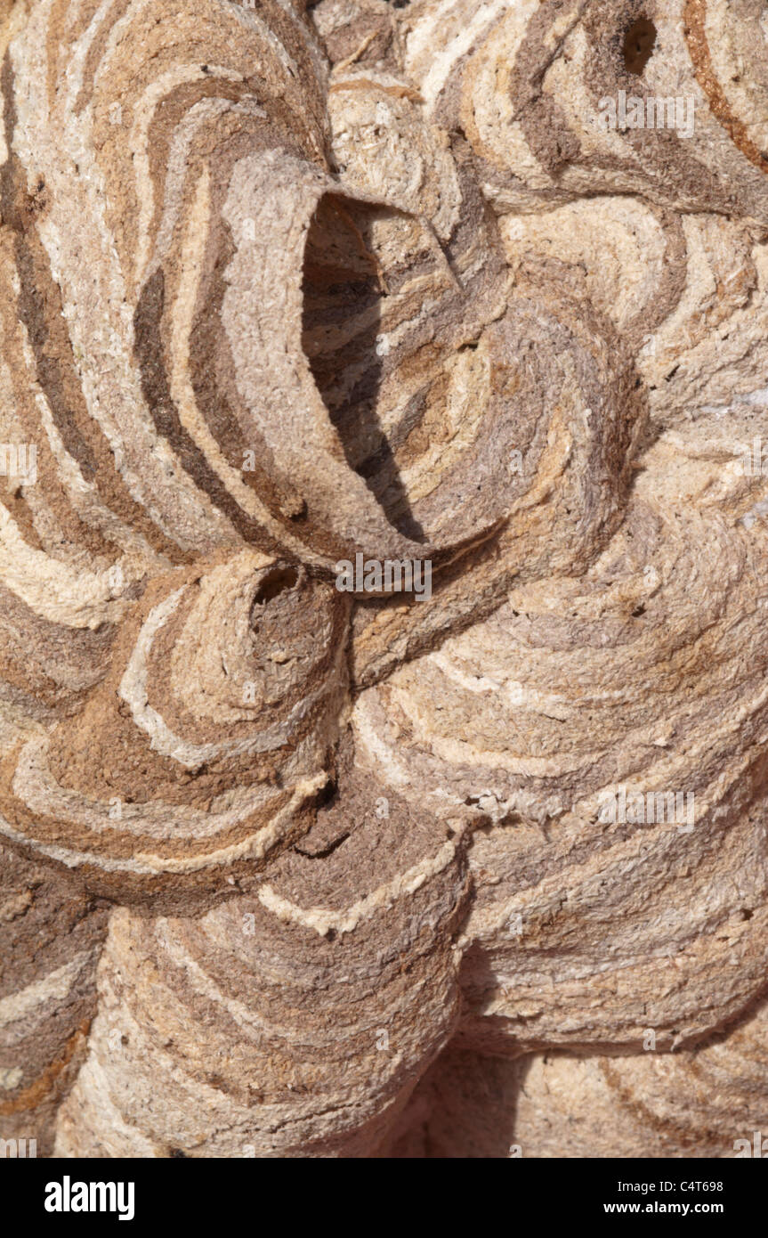 Nest of Common wasp (Vespula vulgaris) Sussex, UK Stock Photo - Alamy