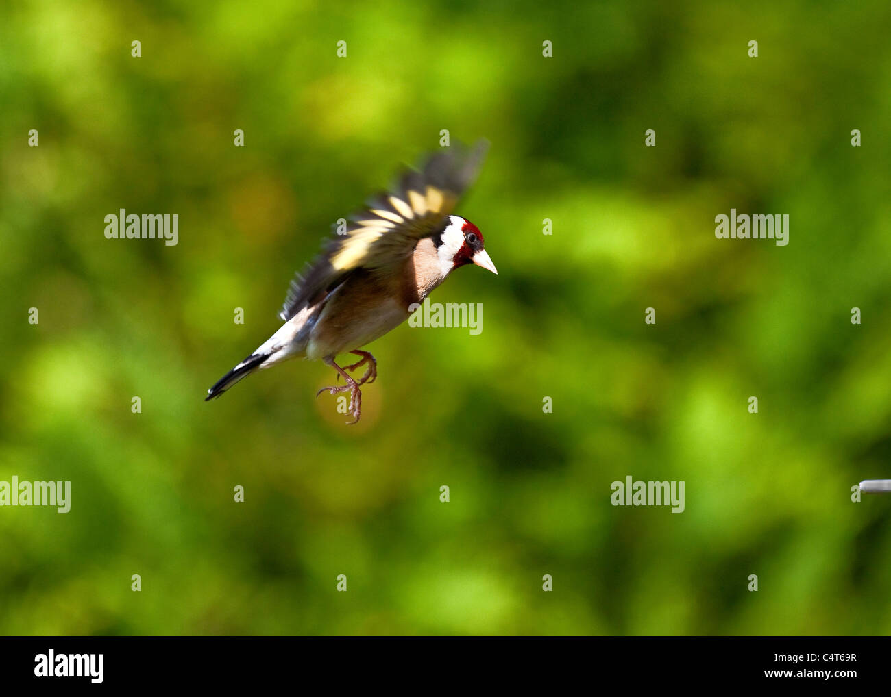Goldfinch landing hi-res stock photography and images - Alamy