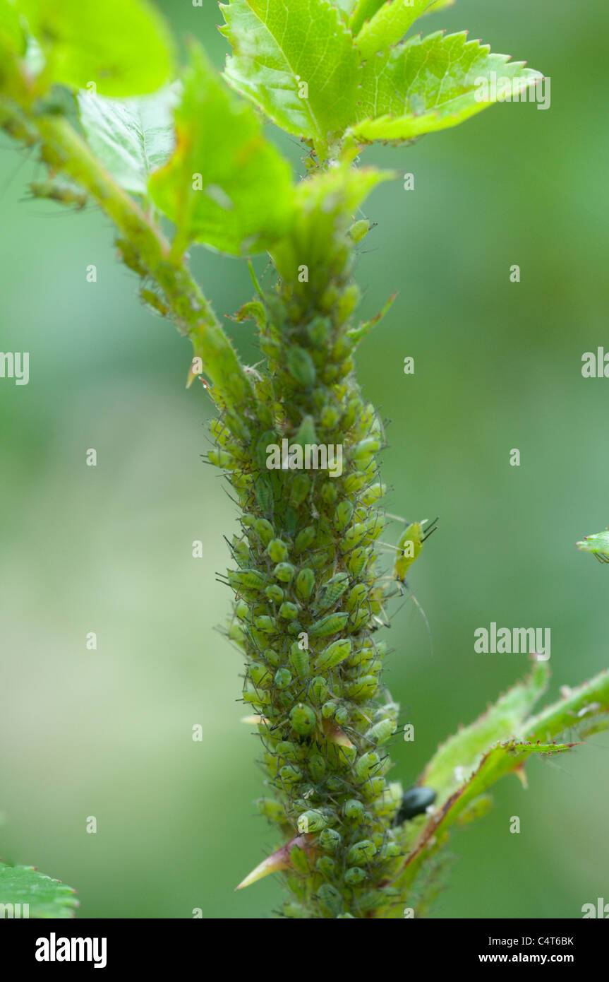 Greenfly aphids on rose shoot. Sussex, UK. June Stock Photo - Alamy