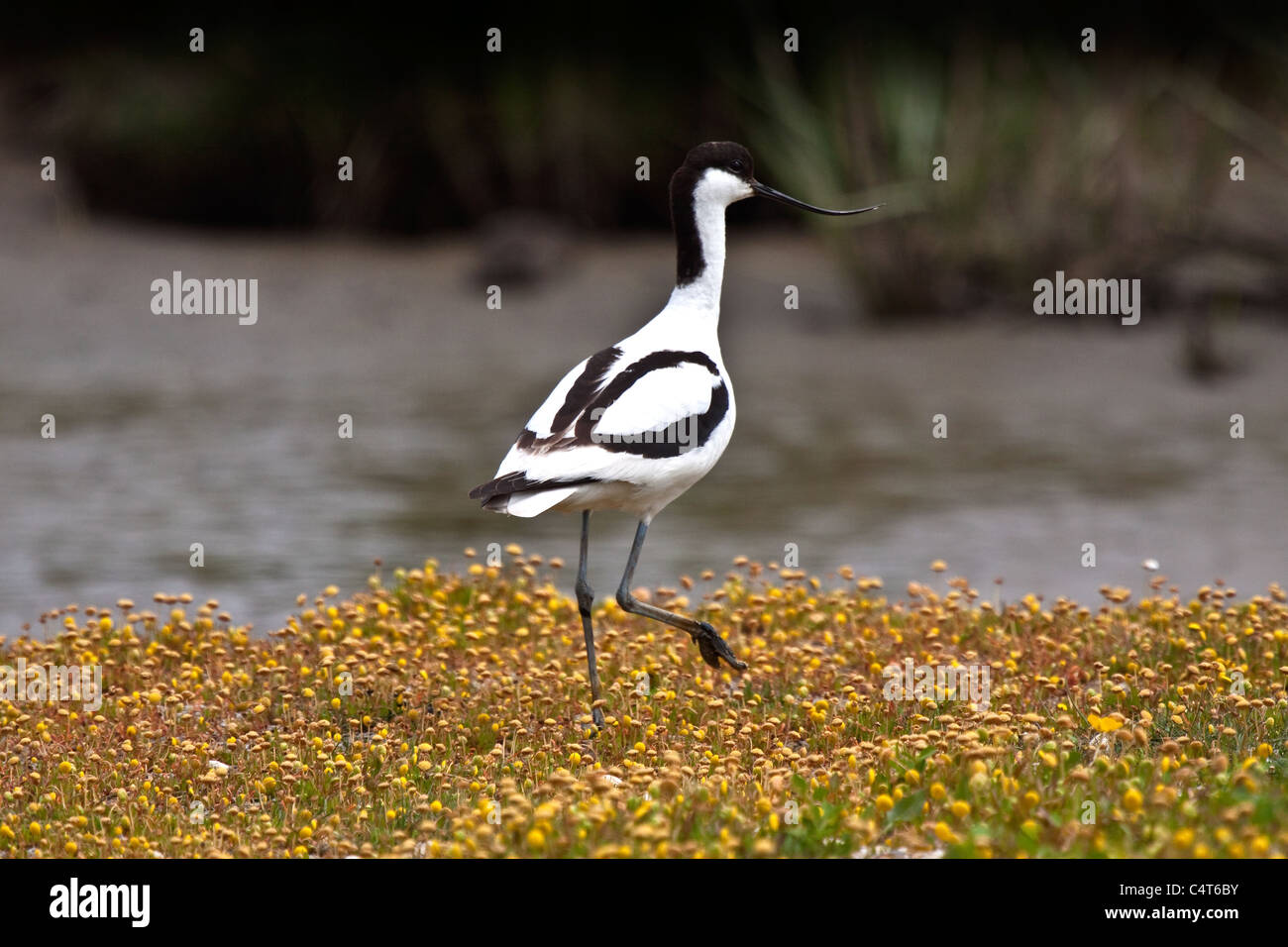 Avocet legs hi-res stock photography and images - Alamy