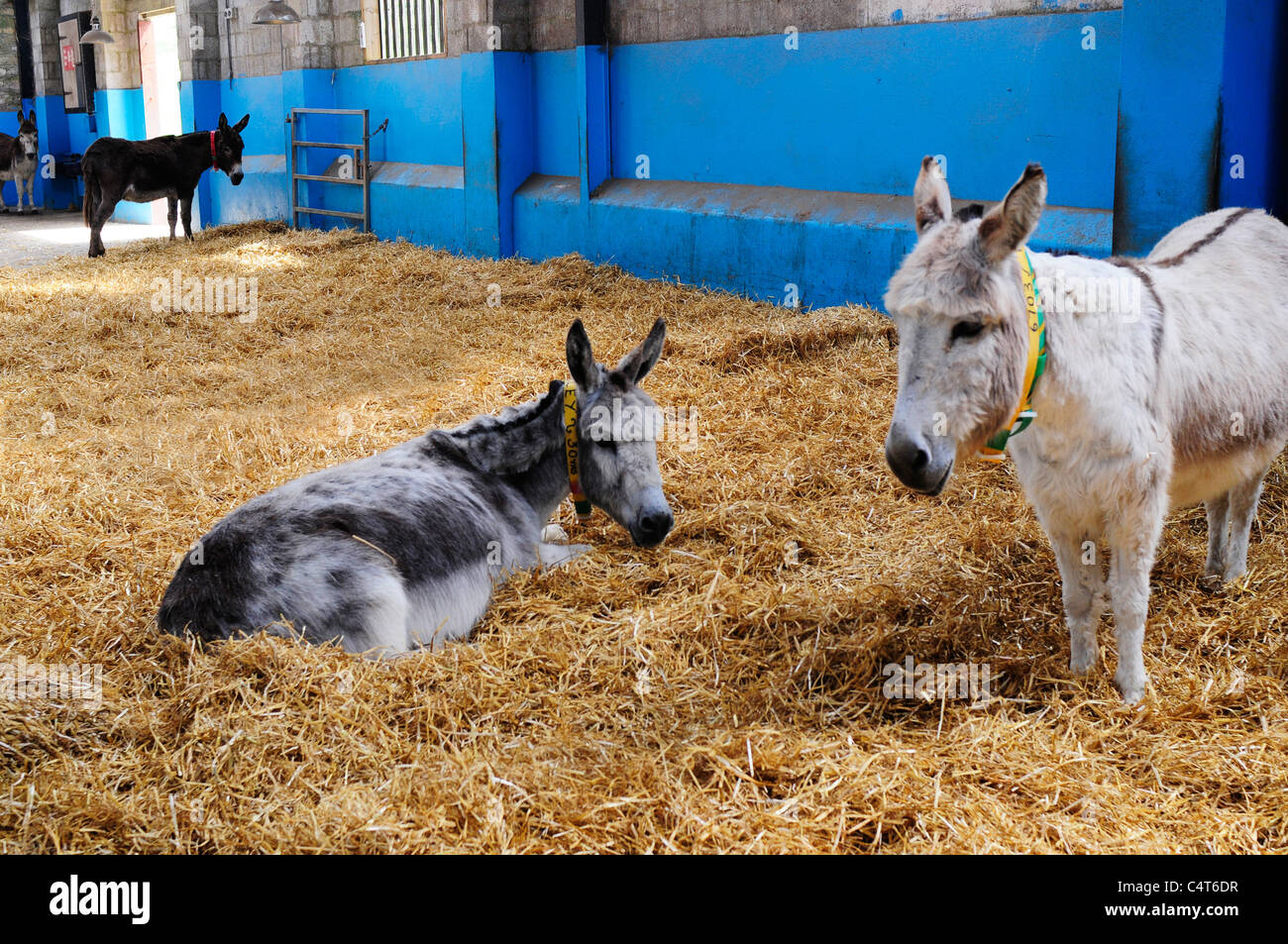 World famous donkey and pony rescue farm in Beaminster, Devon, United ...