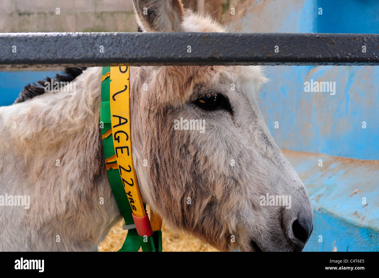 World famous donkey and pony rescue farm in Beaminster, Devon, United ...