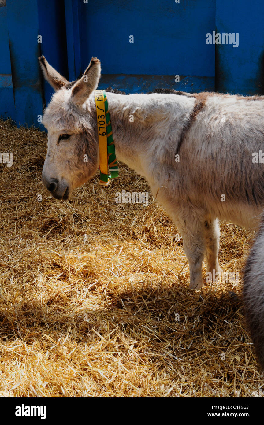 World famous donkey and pony rescue farm in Beaminster, Devon, United ...