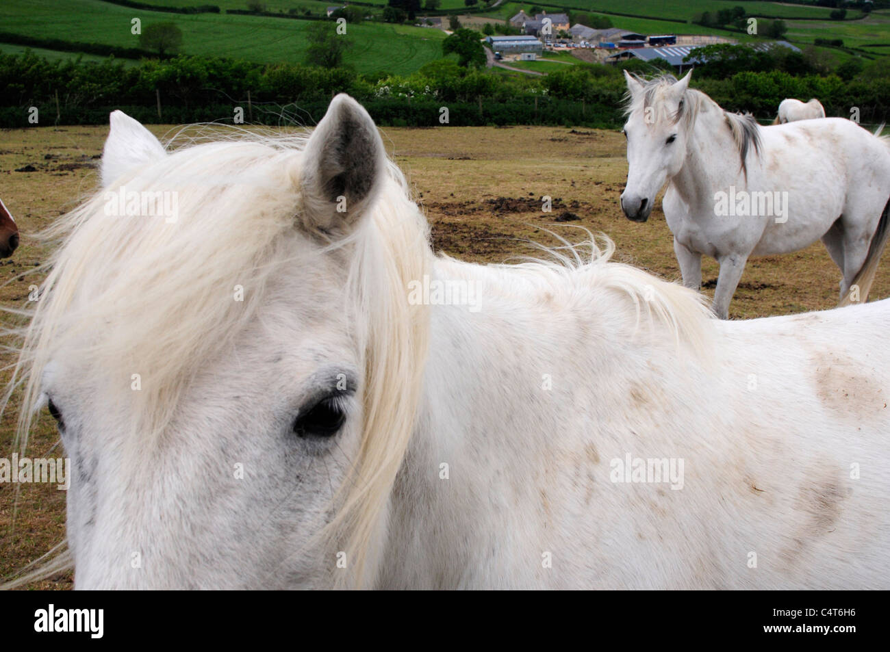 World famous donkey and pony rescue farm in Beaminster, Devon, United ...