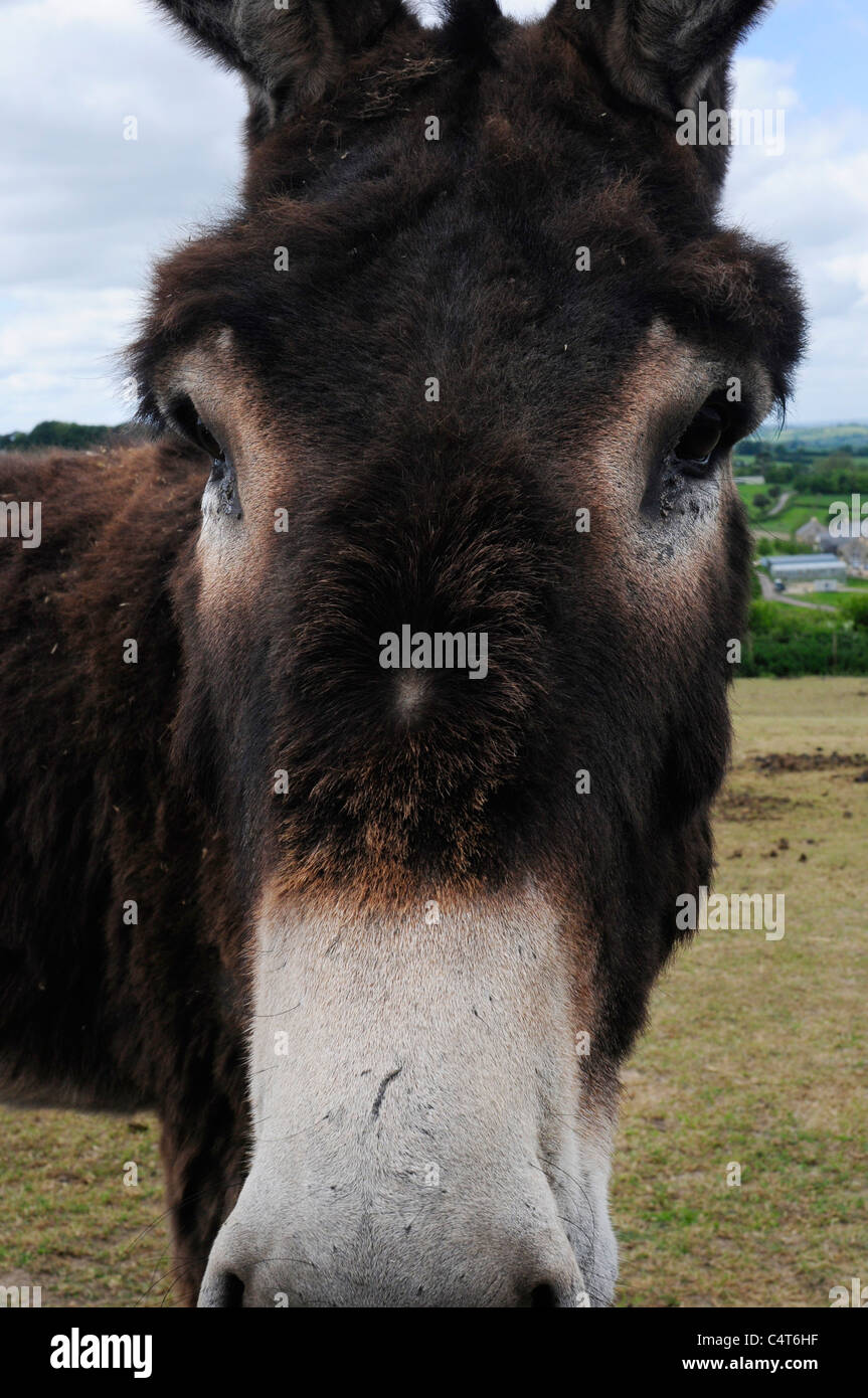 World famous donkey and pony rescue farm in Beaminster, Devon, United ...