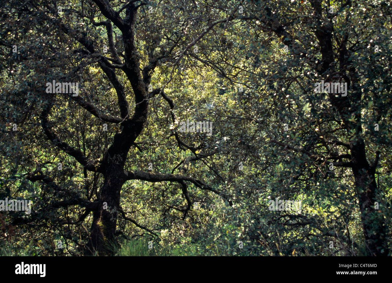 Ceret France Languedoc-Roussillon Foret Communale De Maureillas Las ...