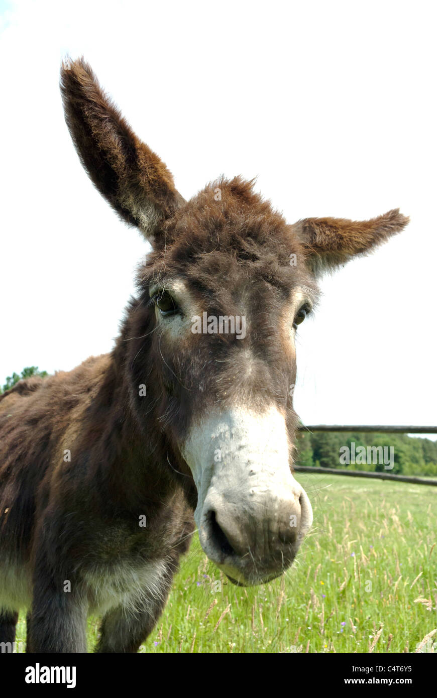 Funny donkey hi-res stock photography and images - Alamy