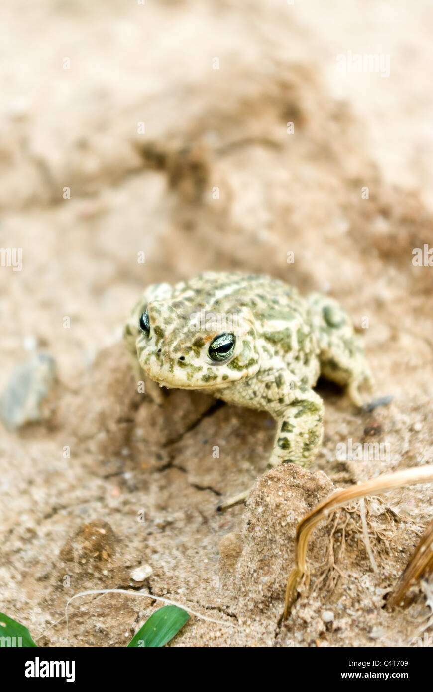 frog on ground Stock Photo - Alamy