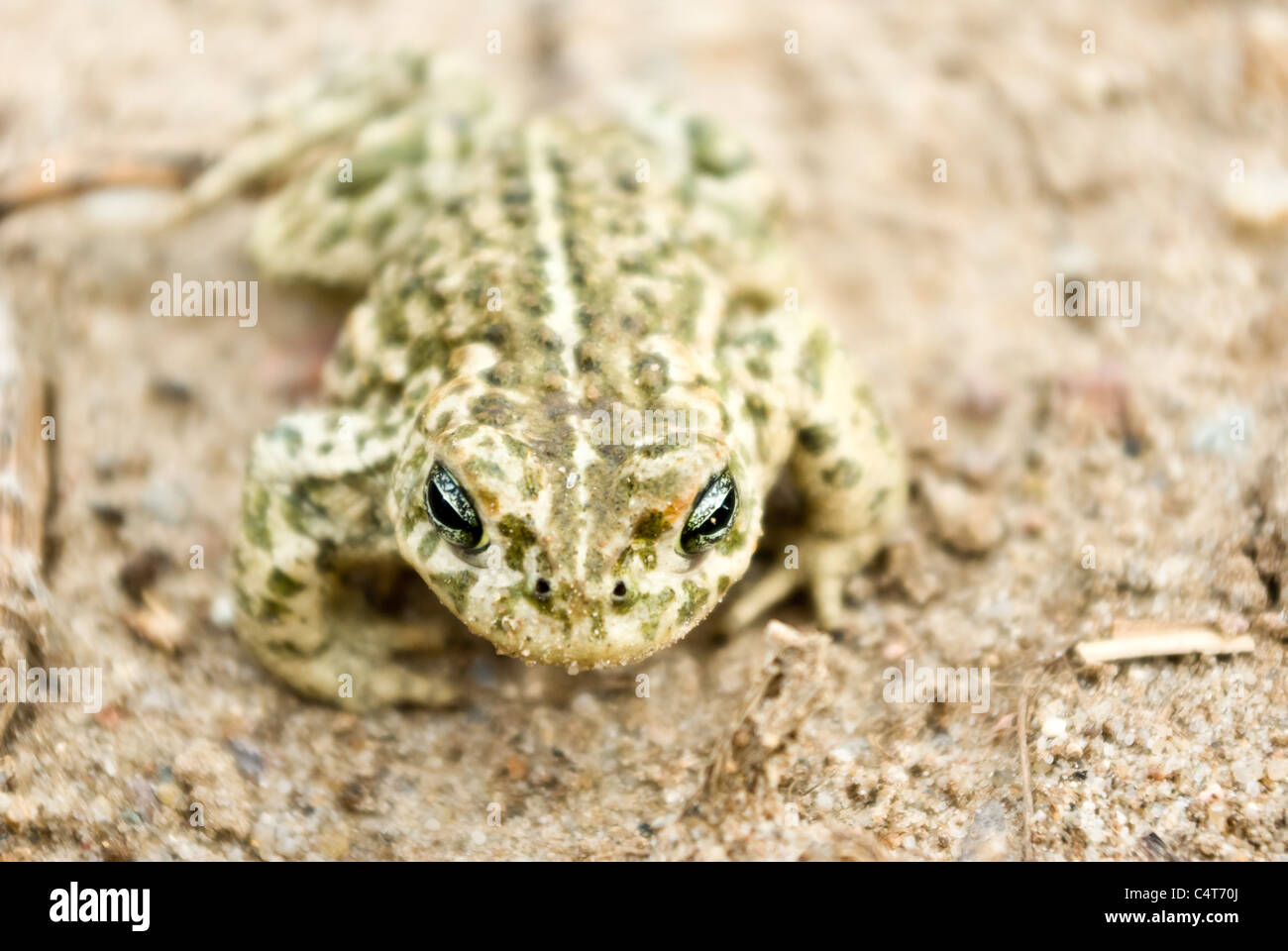 frog on ground Stock Photo - Alamy