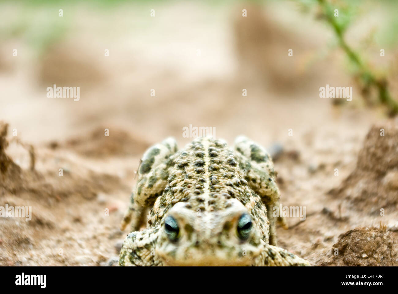 frog on ground Stock Photo - Alamy
