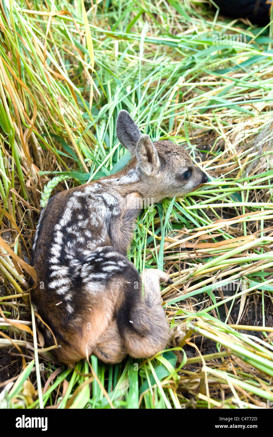 small roe deer over wheat background in sunny day Stock Photo - Alamy